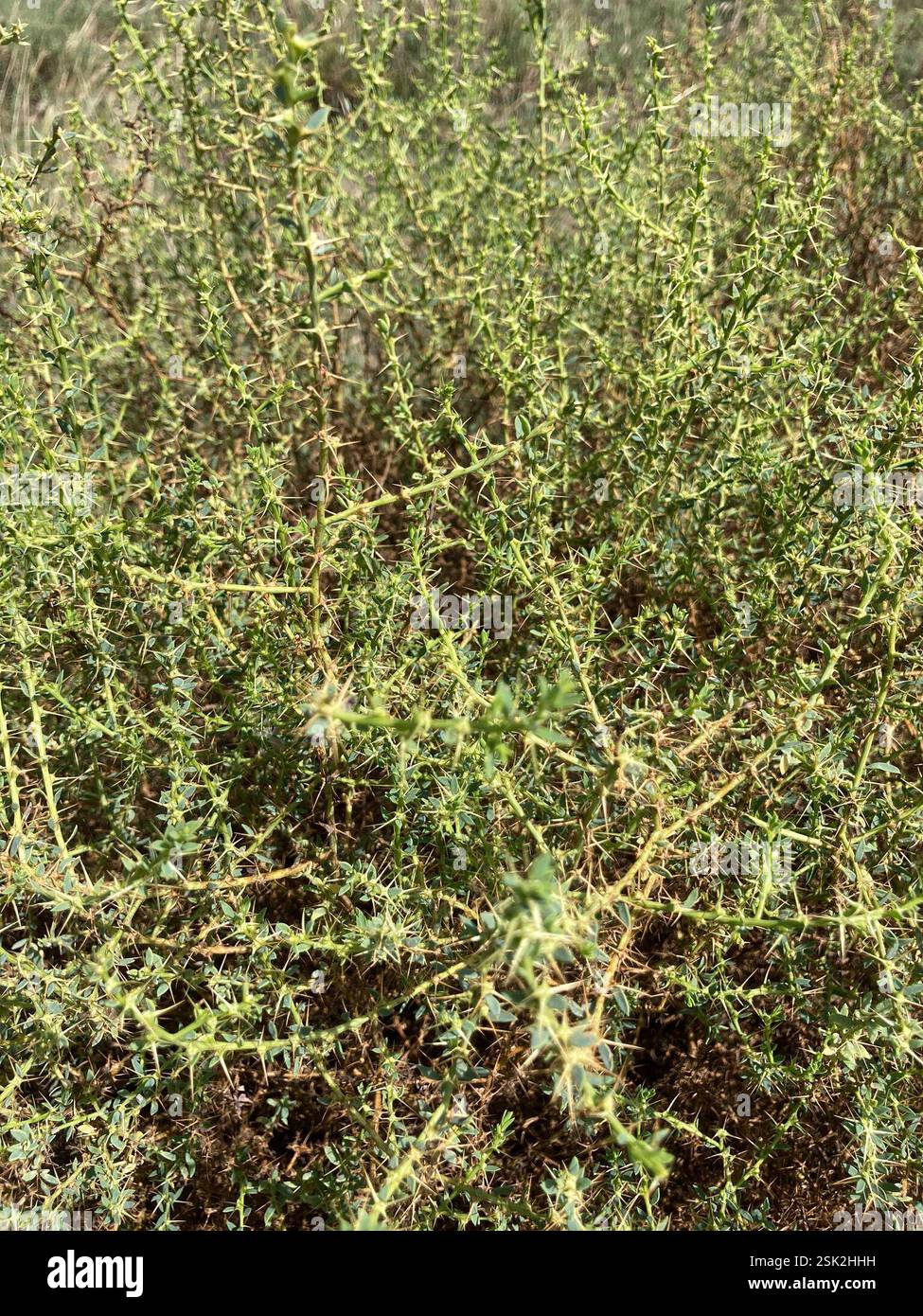 Black Roly-poly (Sclerolaena muricata), Plantae, Goovigen, QLD, AU ...