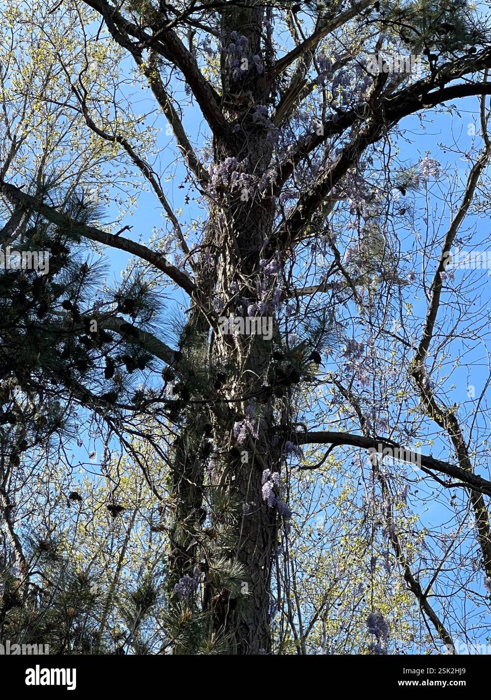 wisterias (Wisteria), Plantae, Kiwanis Park, Raleigh, NC, US, Hard to ...