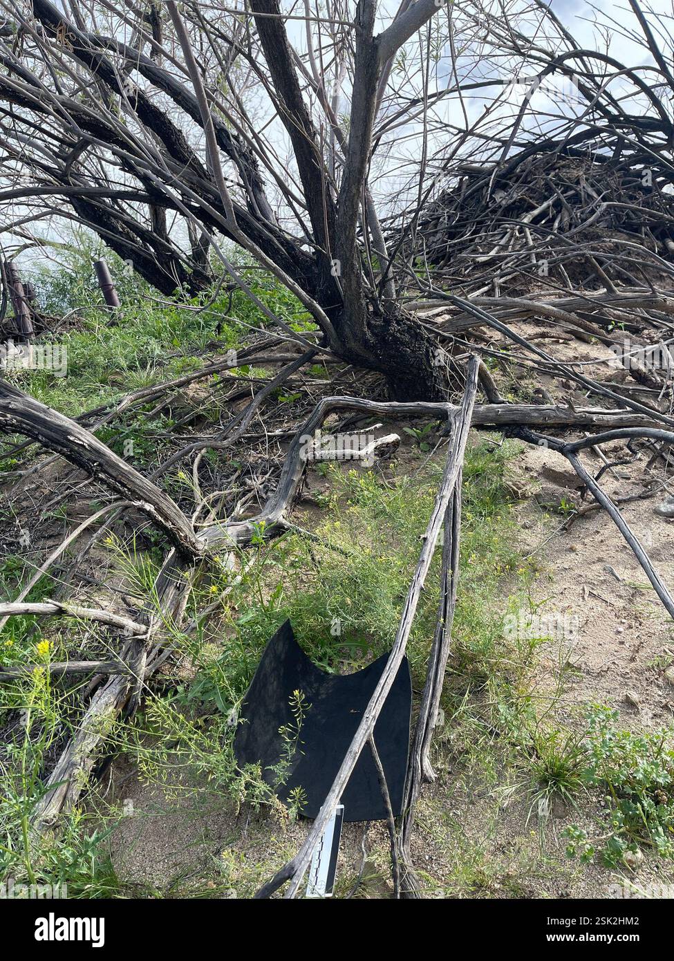 Western Tansymustard (Descurainia pinnata), Plantae, Anza-Borrego ...