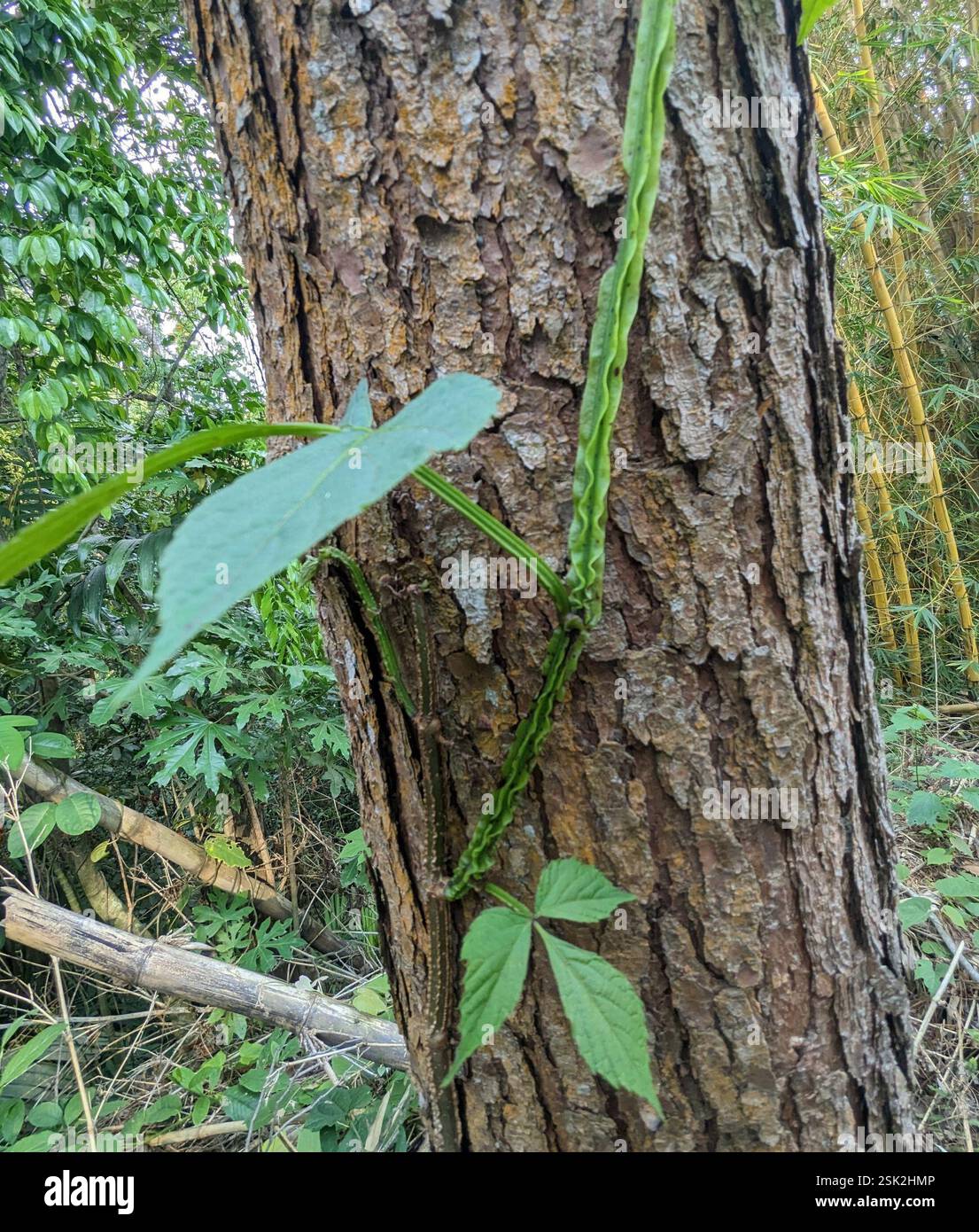 vascular plants (Tracheophyta), Plantae, Patulul, Guatemala Stock Photo ...