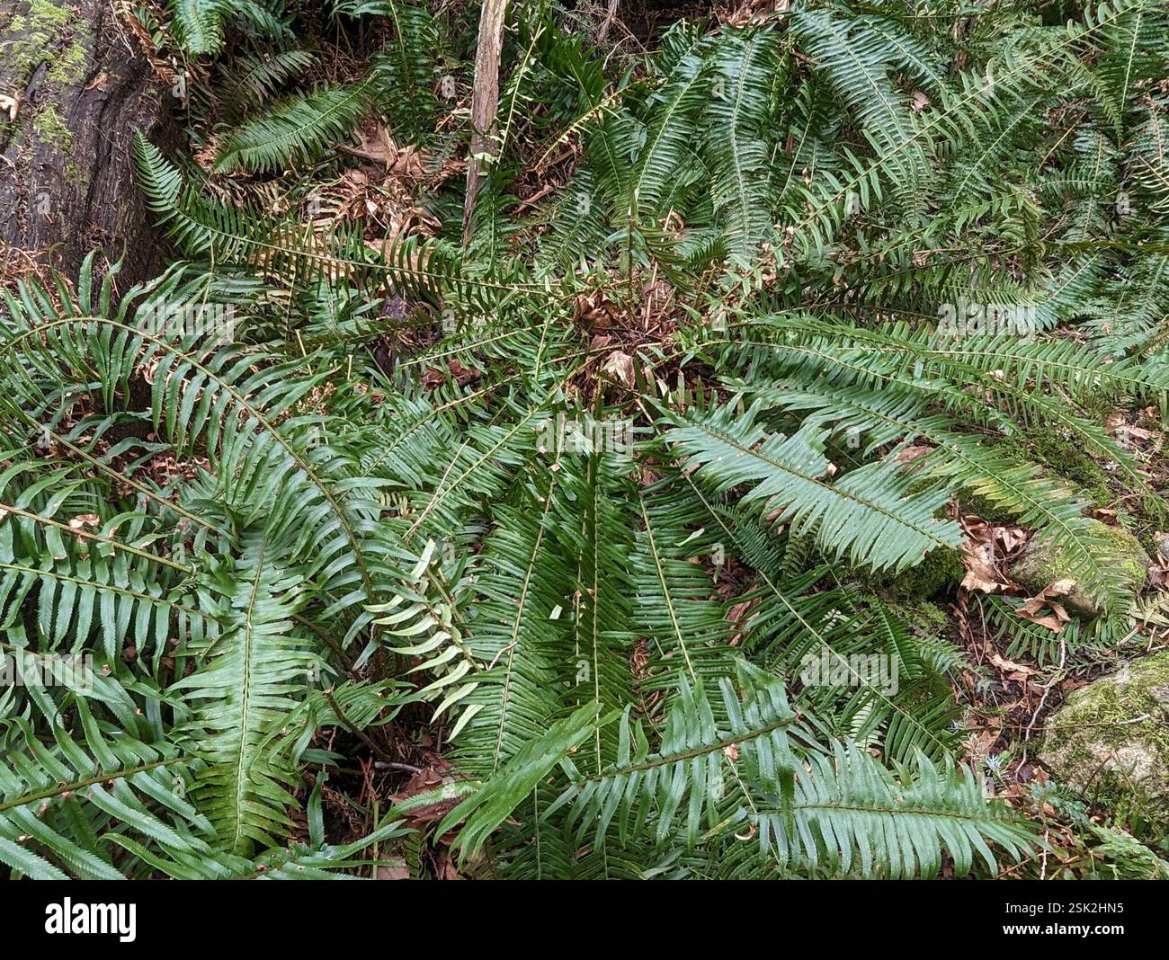 western sword fern (Polystichum munitum), Plantae, West Vancouver, BC ...