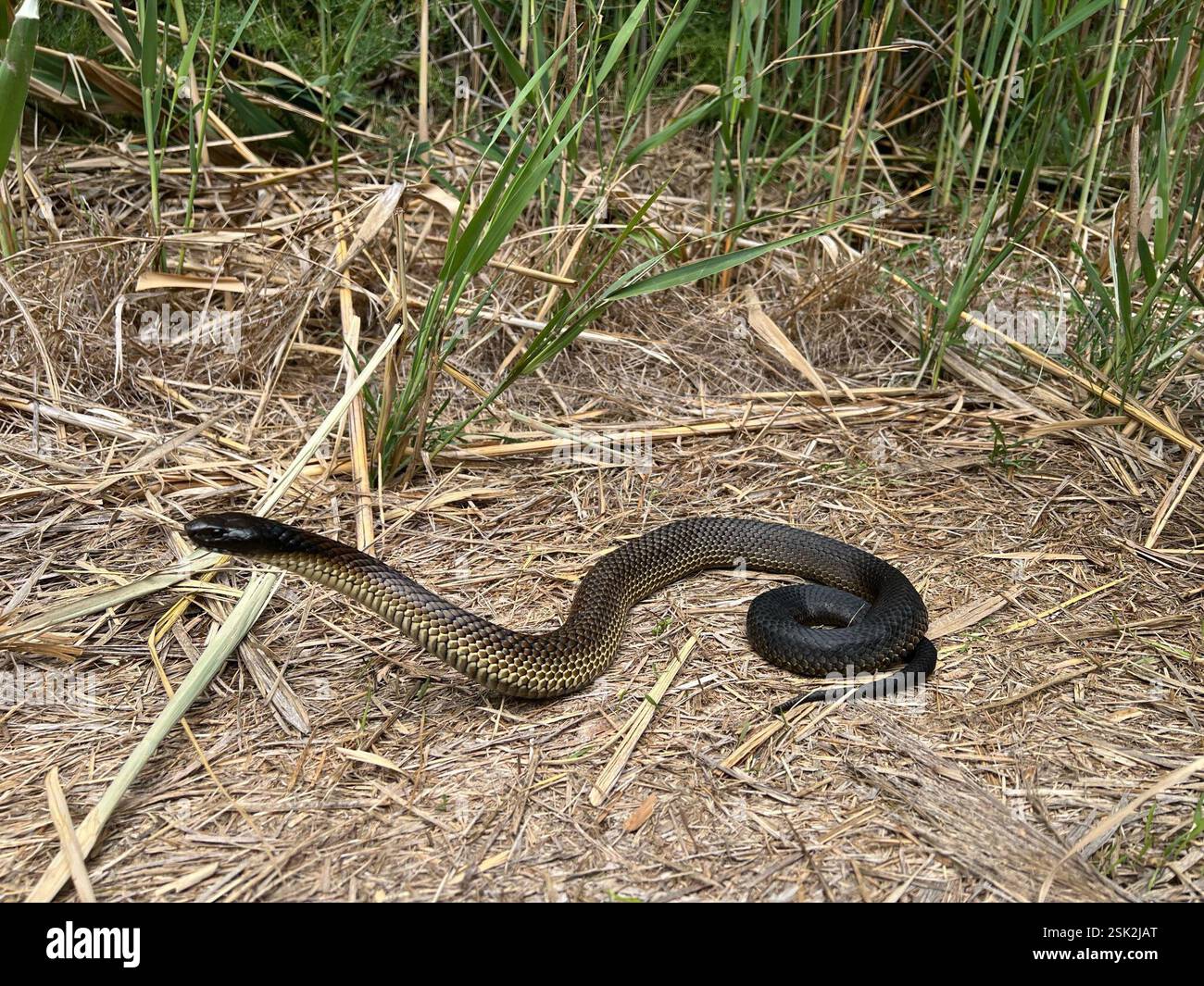 Tiger Snake (Notechis scutatus), Reptilia, Nalpa SA 5255, Australia ...