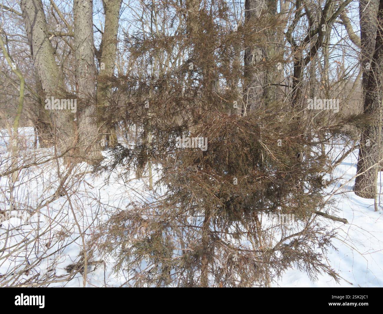 eastern redcedar (Juniperus virginiana), Plantae, Columbia, Wisconsin ...