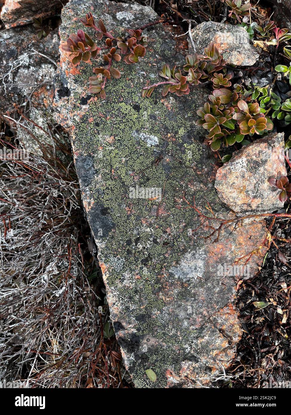 Map Lichens (Rhizocarpon), Fungi, Cape Breton Island, Victoria, NS, CA ...