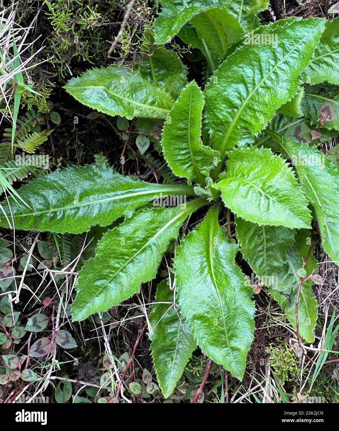 rigid hawkbit (Leontodon rigens), Plantae, São Miguel Island, Ribeira ...