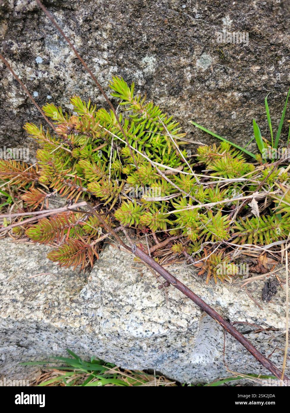 Reflexed Stonecrop (Petrosedum rupestre), Plantae, Vancouver, BC ...