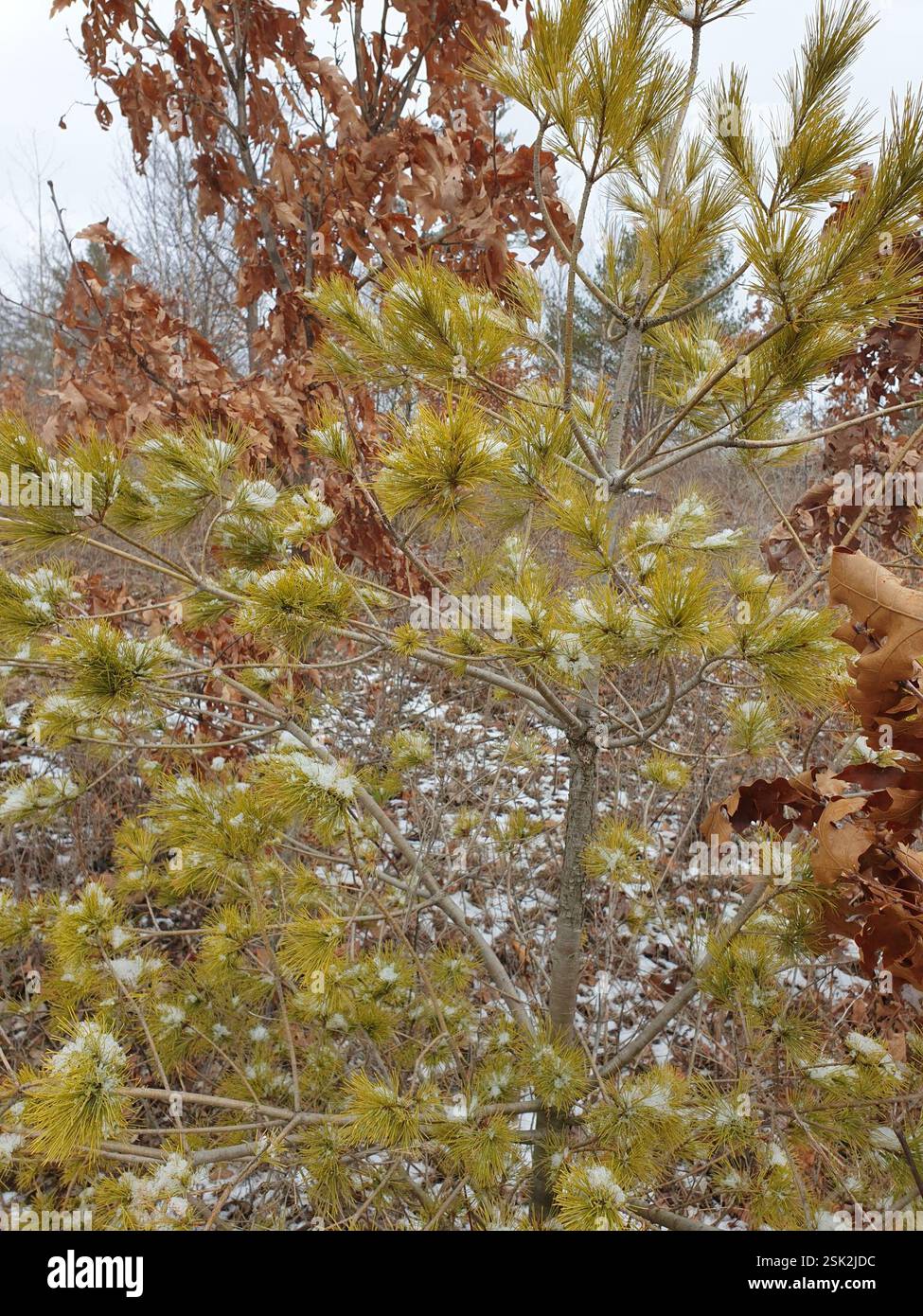 eastern white pine (Pinus strobus), Plantae, Hazel Bird Nature Reserve ...