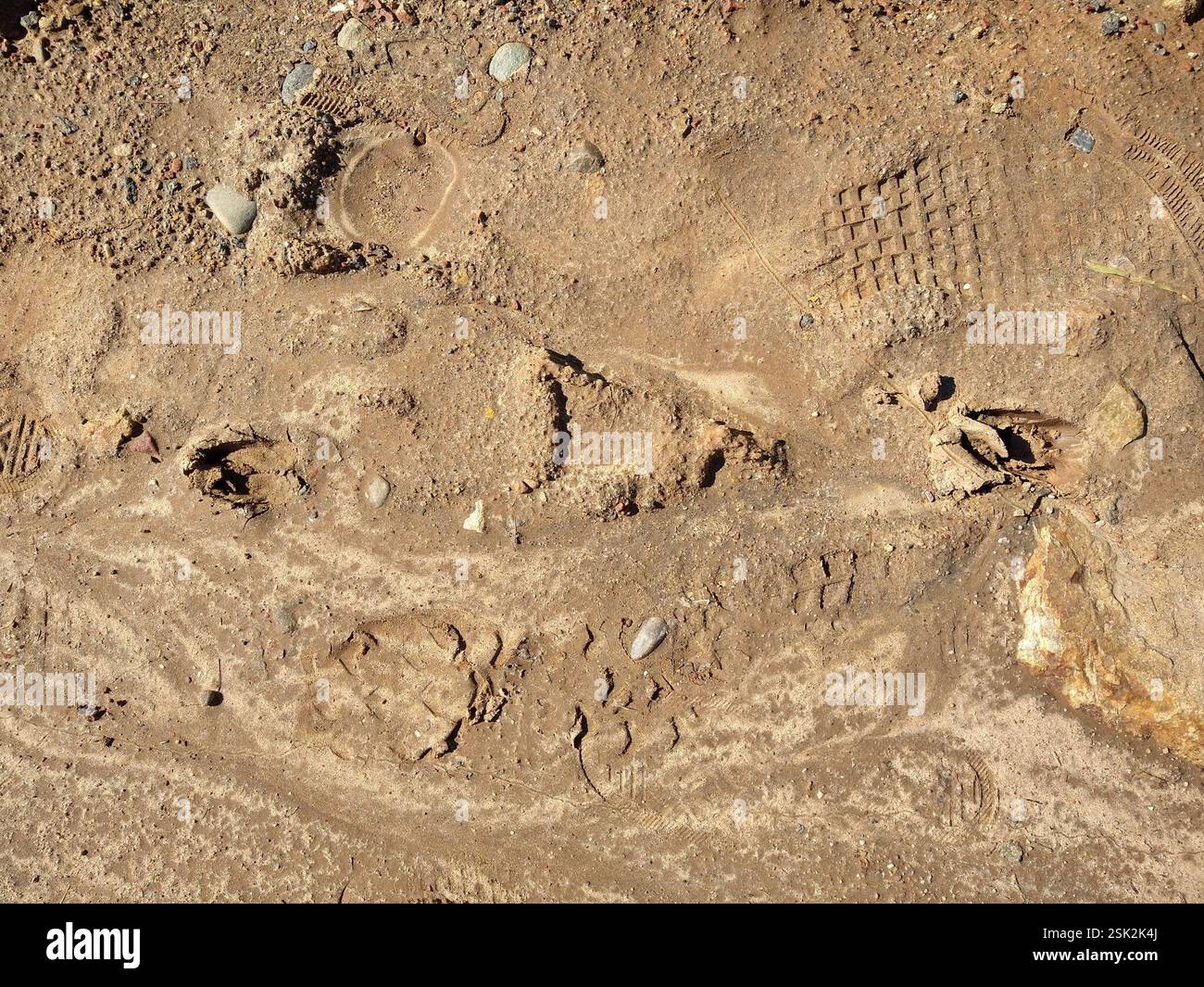 Mule Deer (Odocoileus hemionus), Mammalia, Knights Ferry, CA, US ...