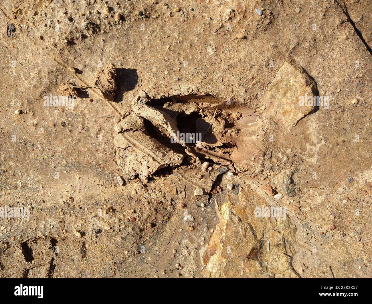 Mule Deer (Odocoileus hemionus), Mammalia, Knights Ferry, CA, US ...