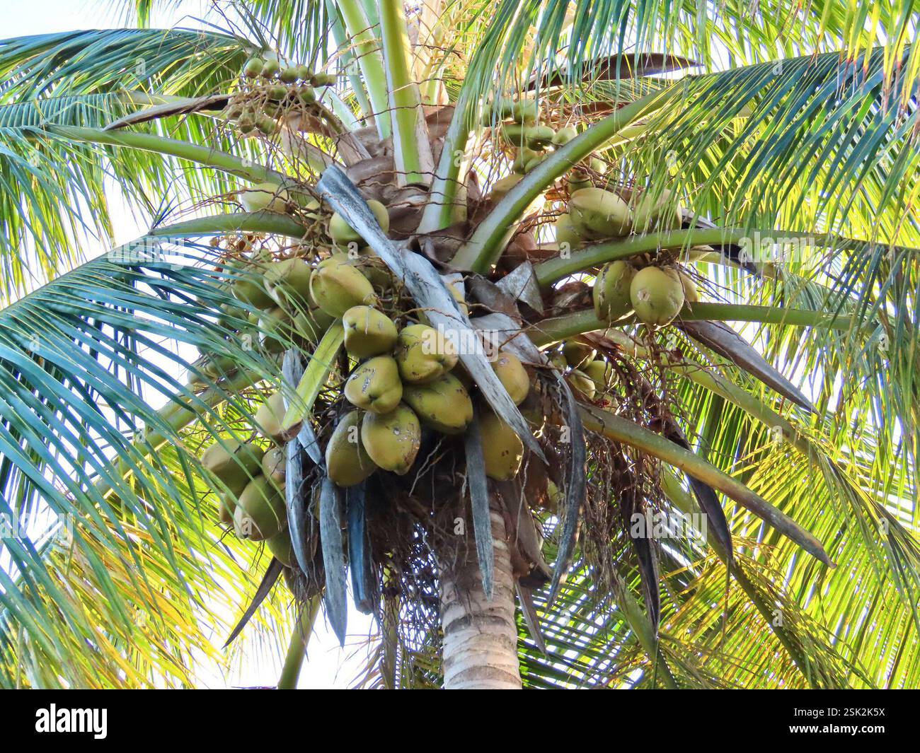 coconut palm (Cocos nucifera), Plantae, Matanzas, CU, Coconut Palm ...