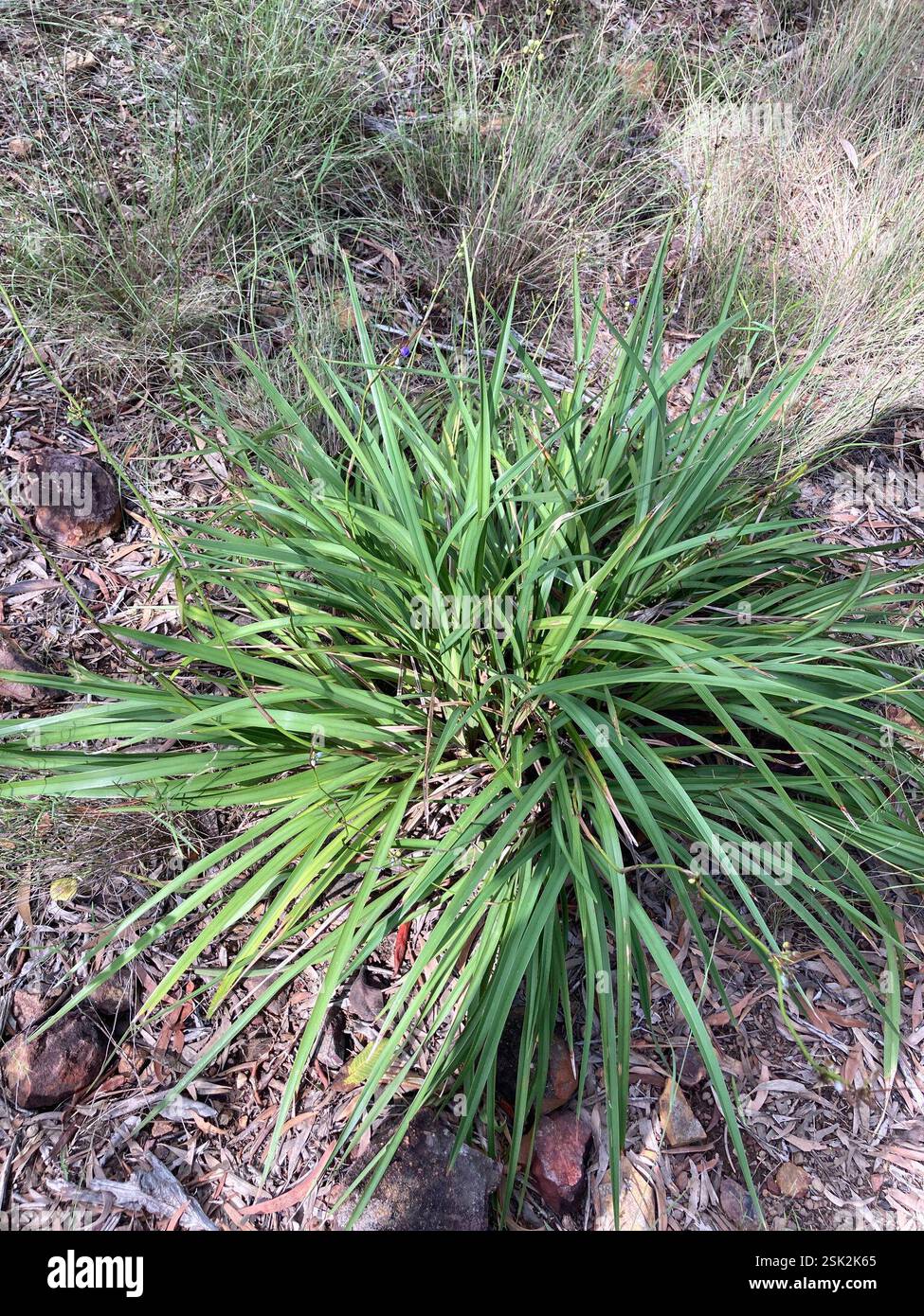 flax-lilies (Dianella), Plantae, Stanwell Power Station Nature Refuge ...