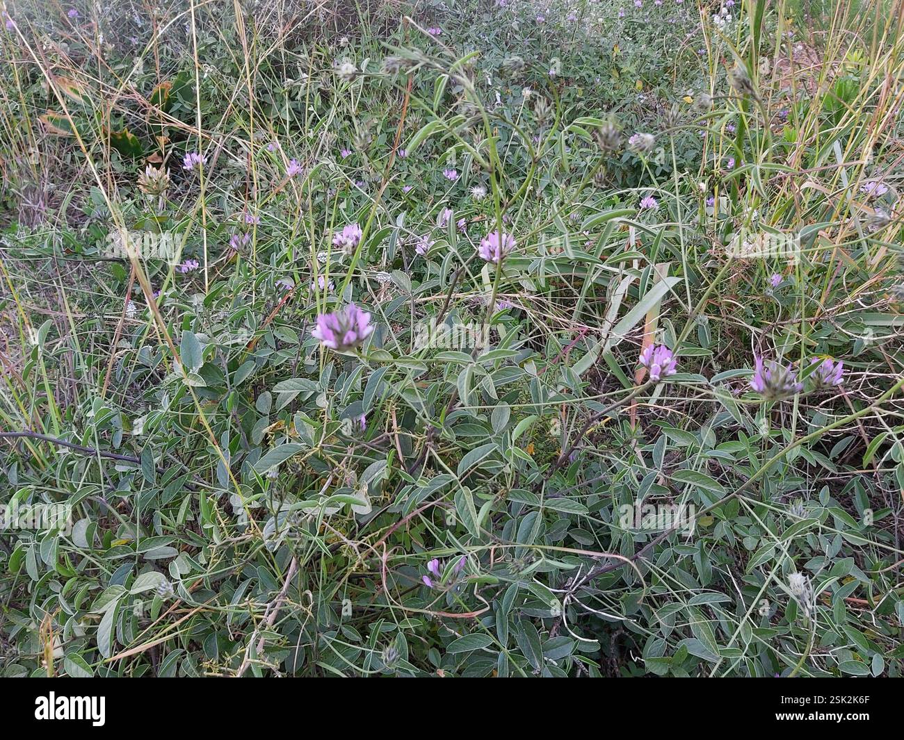 arabian pea (Bituminaria bituminosa), Plantae, W9XJ+7JW, San Polo Bėjus ...