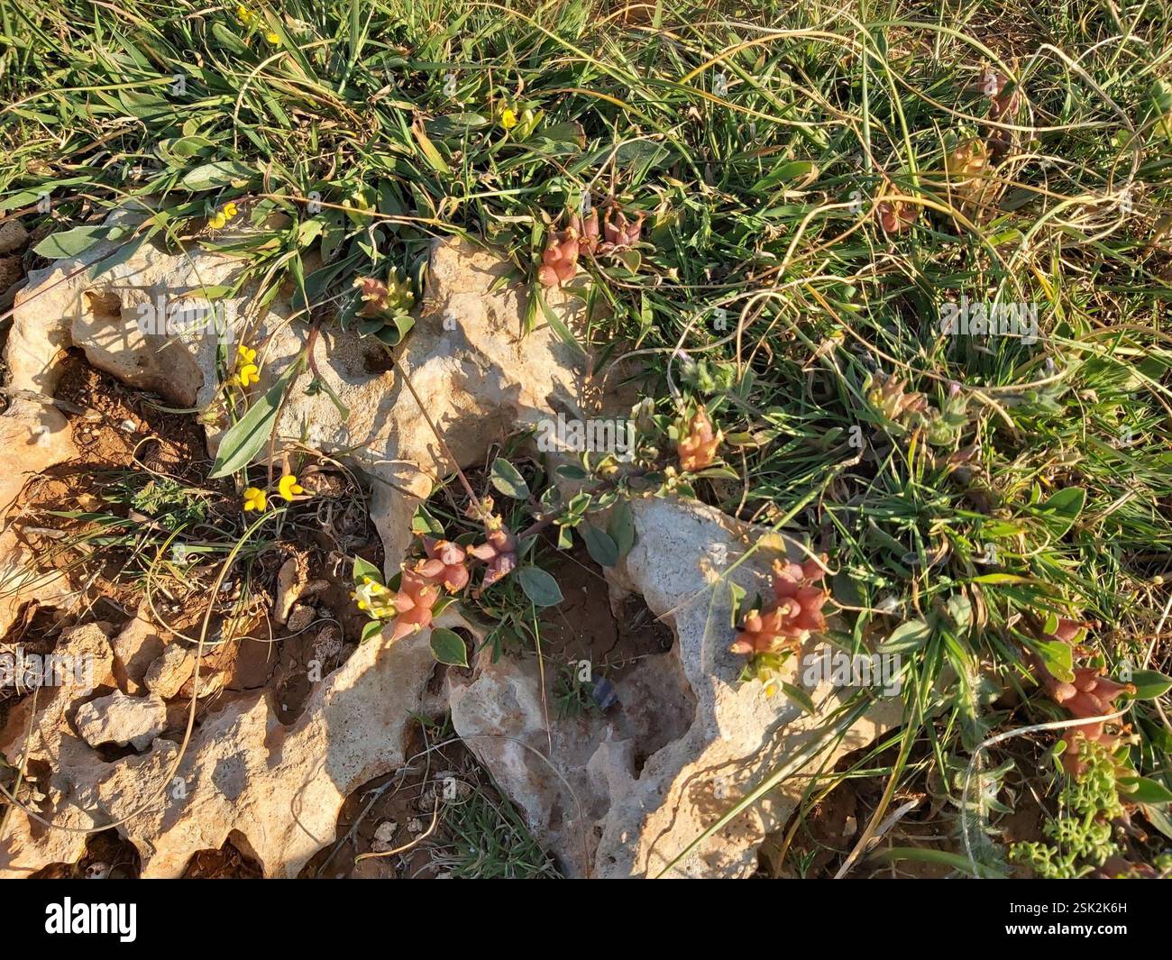 Bladder Vetch (Tripodion tetraphyllum), Plantae, X8GH+XCQ Għar Tuta ...