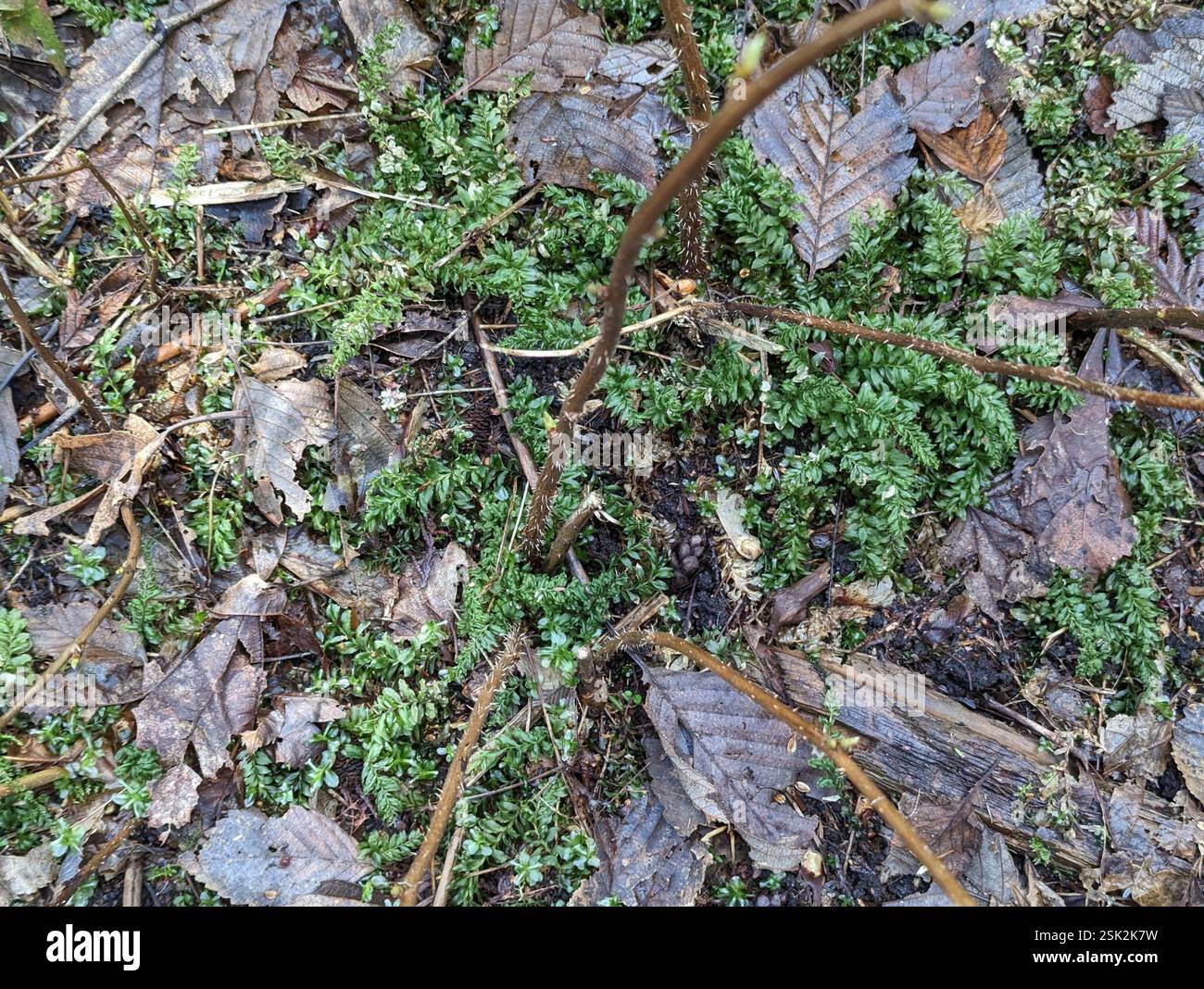 Badge Moss (Plagiomnium insigne), Plantae, Vancouver, BC V6G, Canada ...