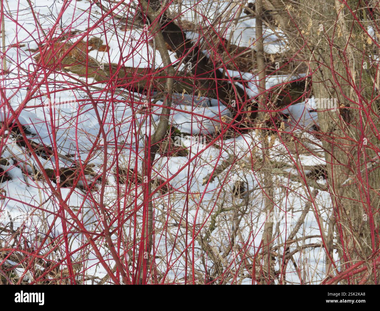 red osier dogwood (Cornus sericea), Plantae, Columbia County, WI, USA ...
