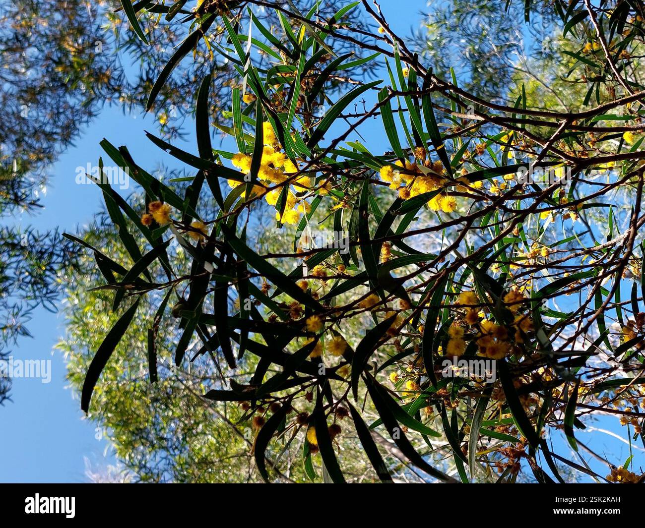 Taiwan Acacia (Acacia confusa), Plantae, Maui County, US-HI, US Stock ...