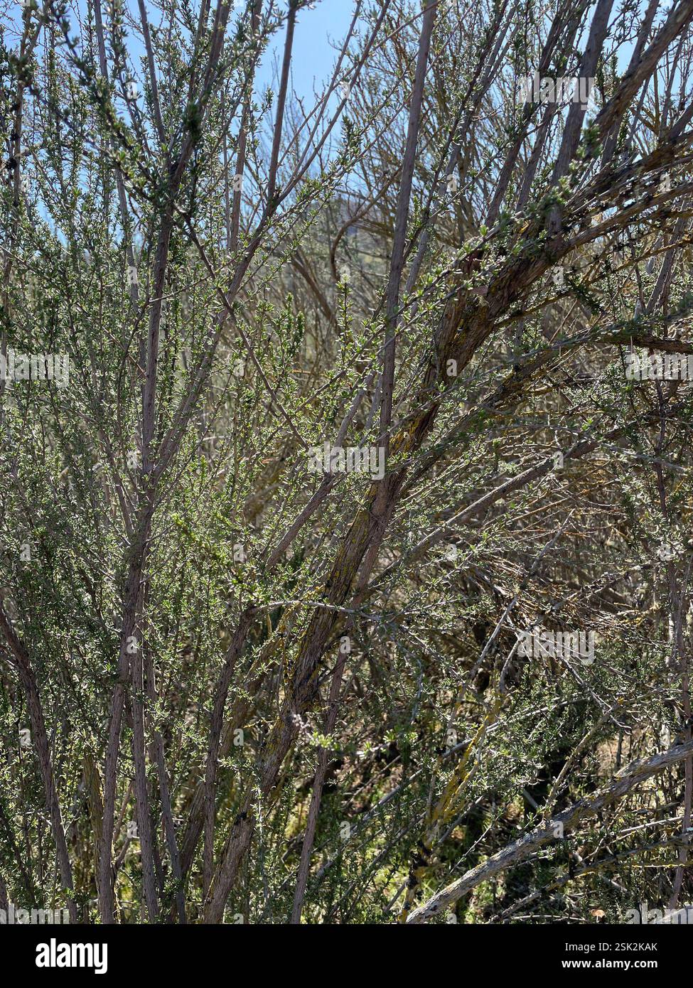chamise (Adenostoma fasciculatum), Plantae, Pinnacles National Park ...