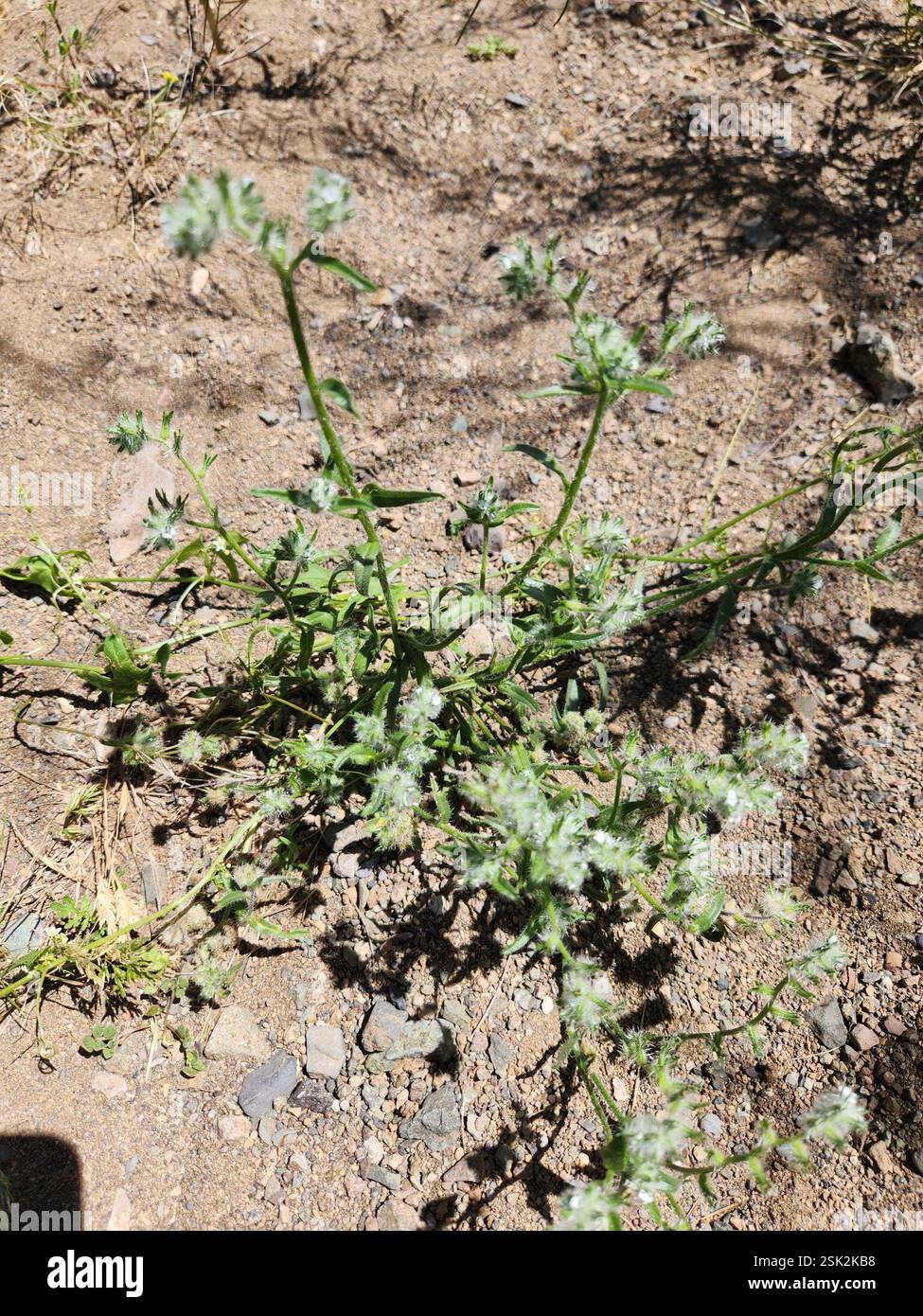 Clearwater cryptantha (Cryptantha intermedia), Plantae, Ensenada, MX-BN ...