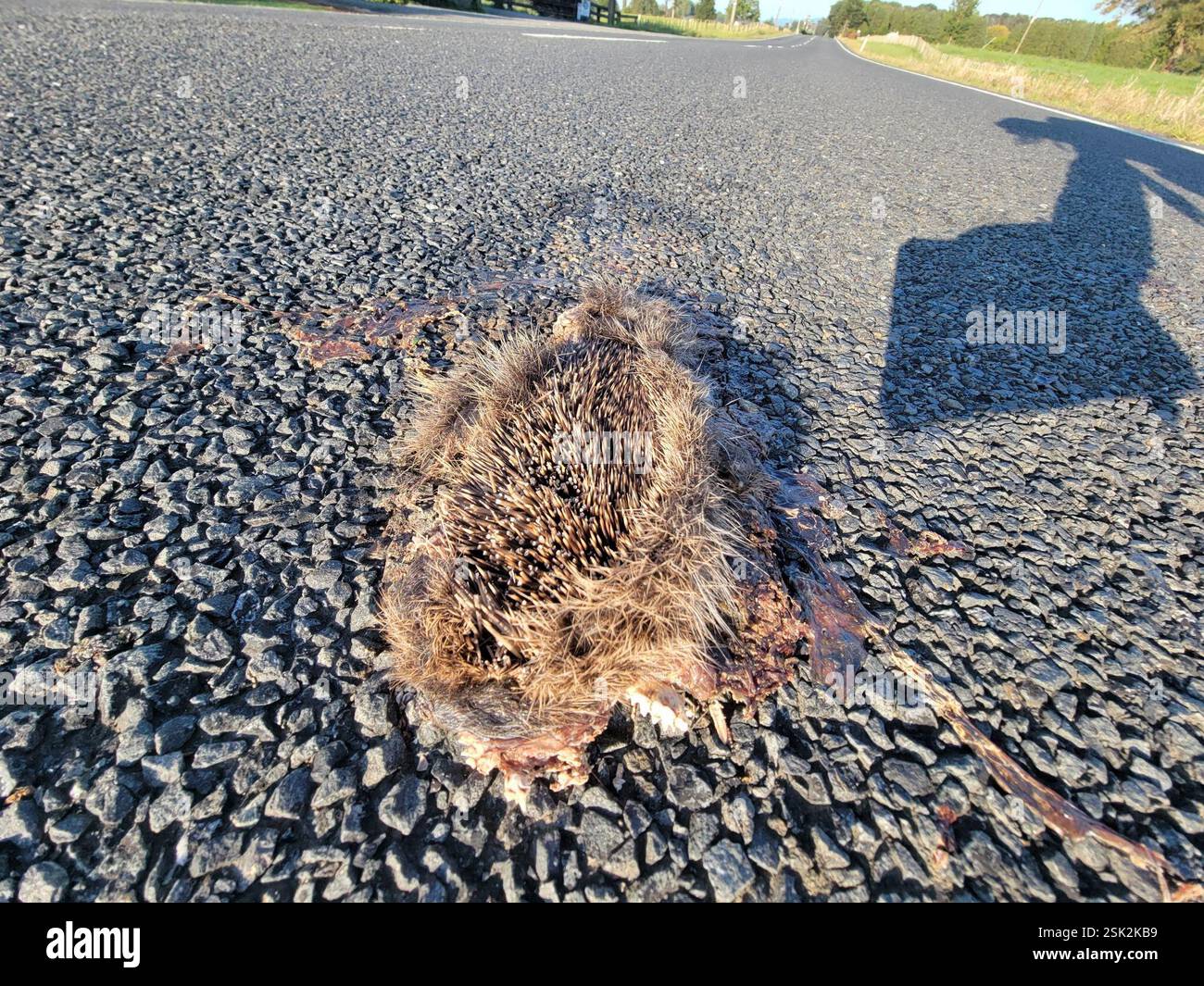 Common Hedgehog (Erinaceus europaeus), Mammalia, Matamata 3471, New ...