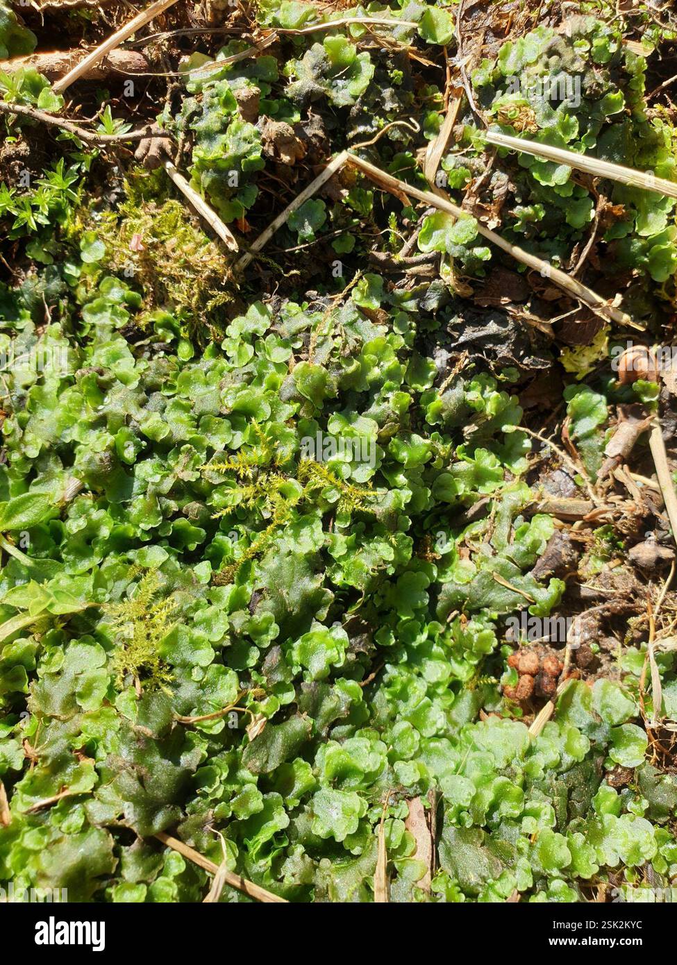 common pellia (Pellia epiphylla), Plantae, Newton Stewart DG8, UK Stock ...