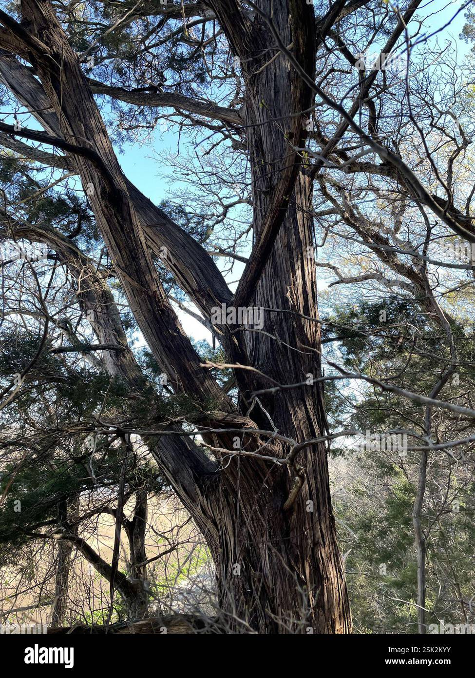 Ashe juniper (Juniperus ashei), Plantae, Moody, TX, US Stock Photo - Alamy