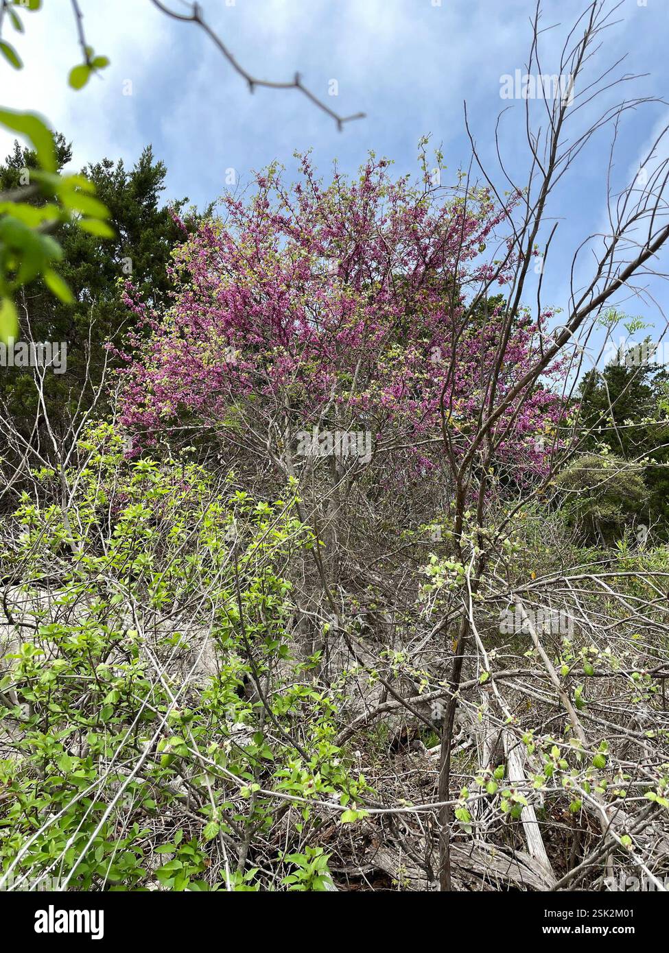 Texas redbud (Cercis canadensis texensis), Plantae, Killeen, TX, US ...