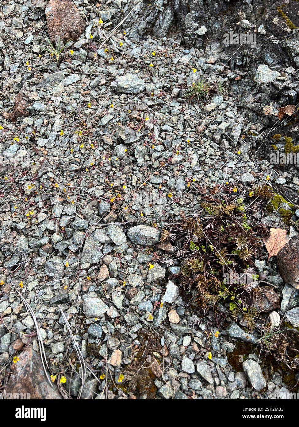 spring gold (Crocidium multicaule), Plantae, Josephine County, OR, USA ...