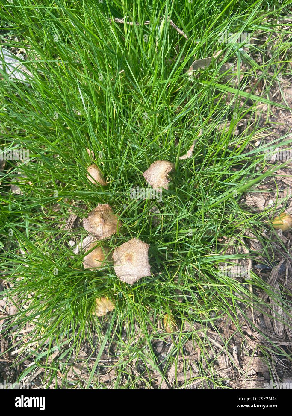 yellow fieldcap (Bolbitius titubans), Fungi, Central Park at Playa ...