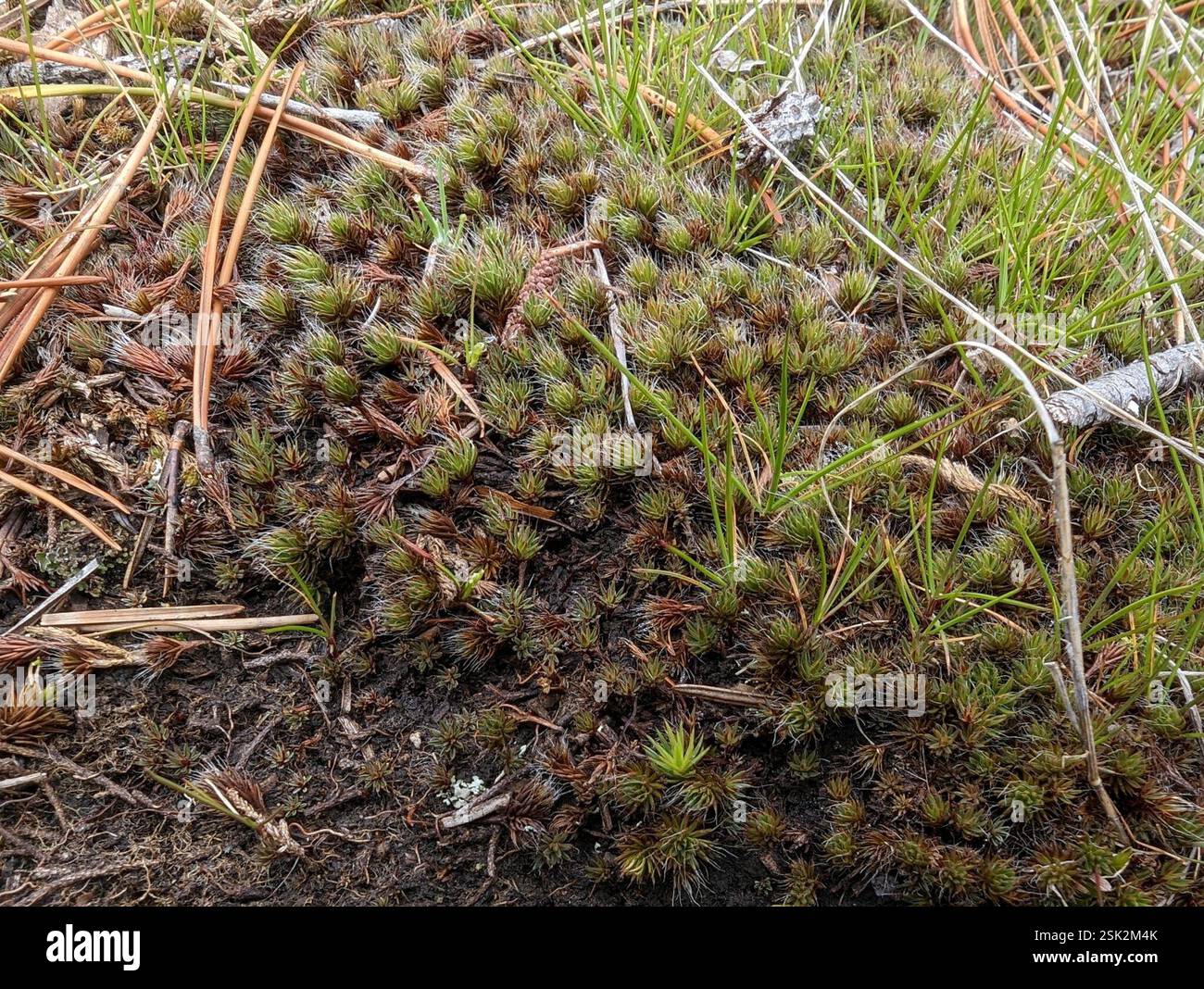 haircap mosses (Polytrichum), Plantae, 8PMR+3X, West Vancouver, BC V7W ...