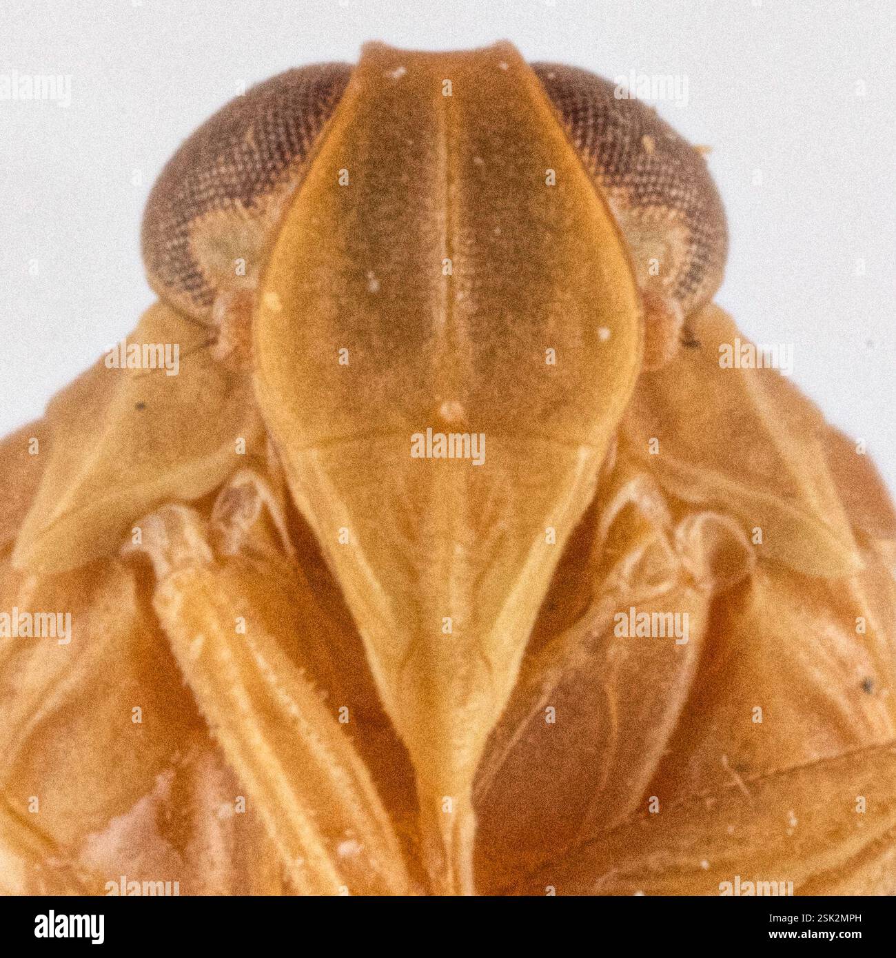 (Haplaxius serratus), Insecta, Orizaba, Ver., Mexico, This is a ...