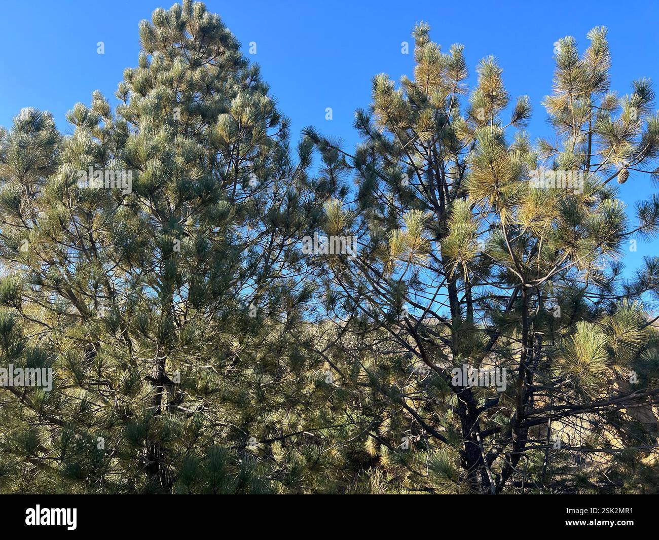 Coulter pine (Pinus coulteri), Plantae, Orange County, CA, USA Stock ...