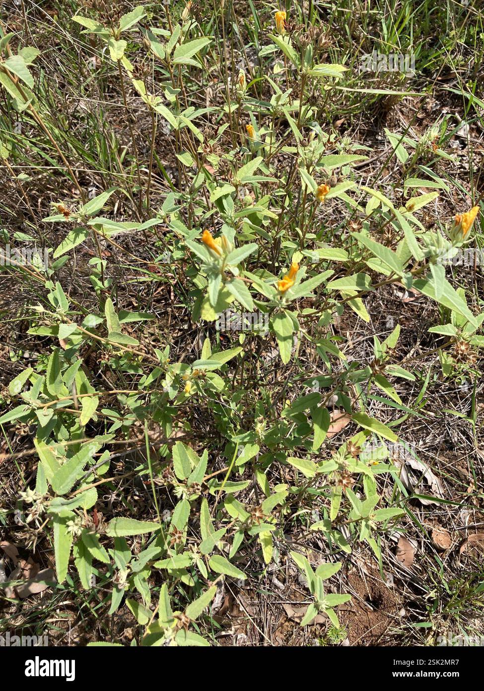 (Malvoideae), Plantae, Stanwell Power Station Nature Refuge, Stanwell ...