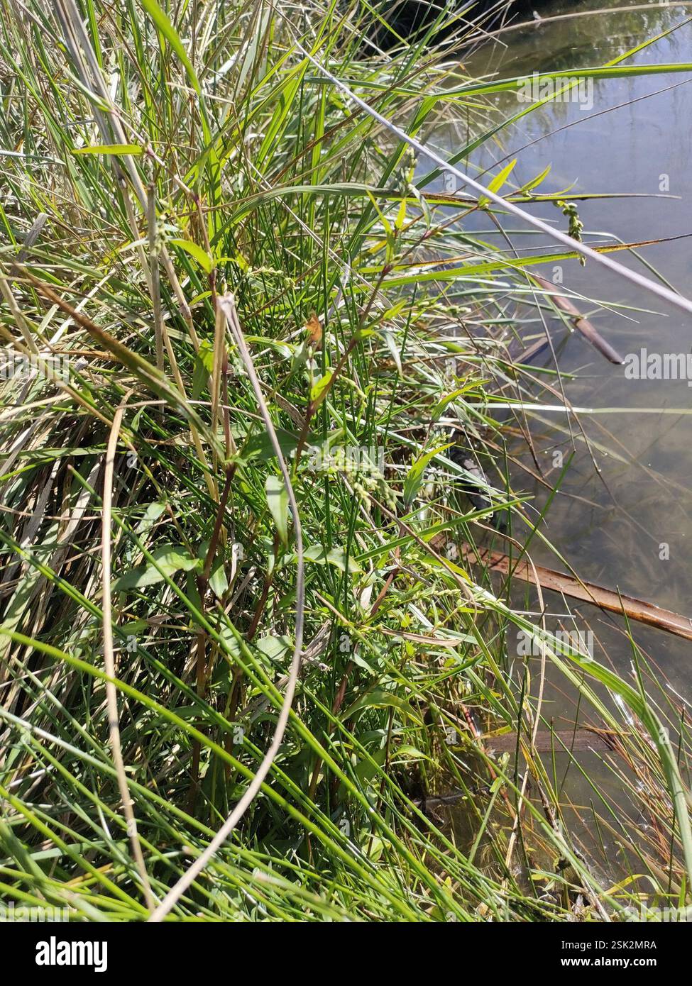 waterpepper (Persicaria hydropiper), Plantae, Selwyn, NZ-CA, NZ Stock ...
