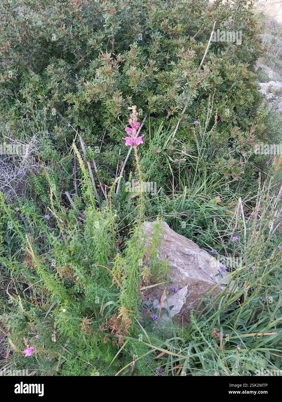 greater snapdragon (Antirrhinum tortuosum), Plantae, W9XJ+7JW, San Polo ...
