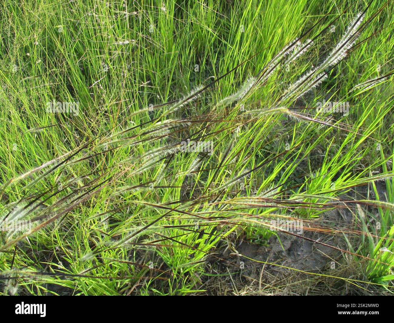 tanglehead (Heteropogon contortus), Plantae, Katima Mulilo, Namibia ...