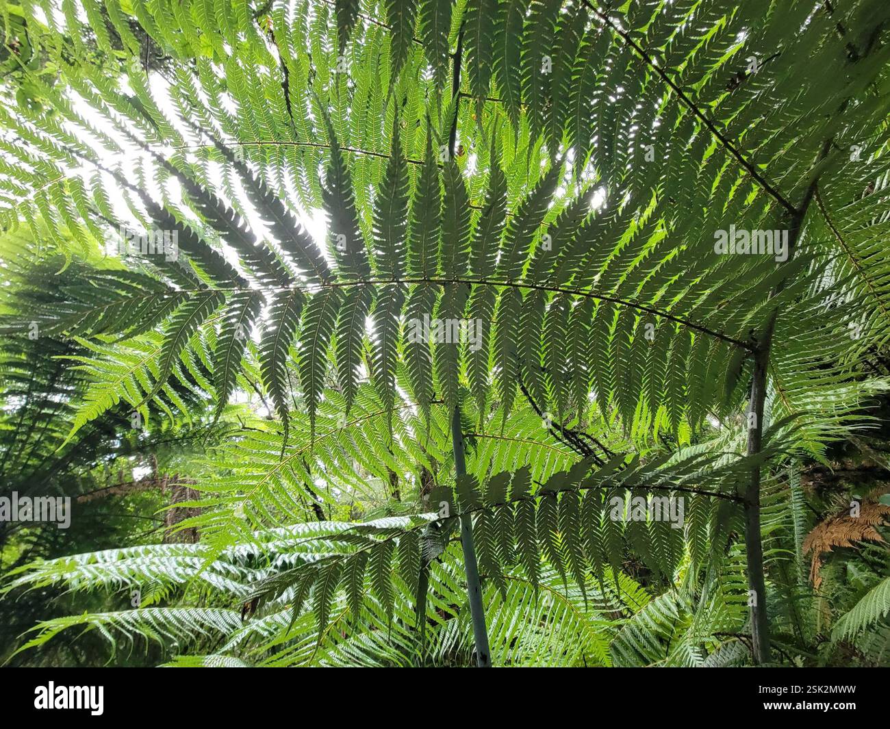 silver fern (Cyathea dealbata), Plantae, Ohakune 4625, New Zealand ...