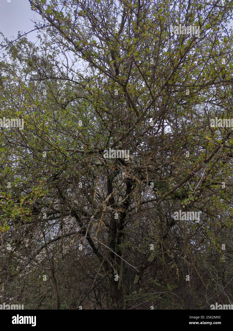 Birchleaf Mountain Mahogany (Cercocarpus betuloides), Plantae, Stevens ...
