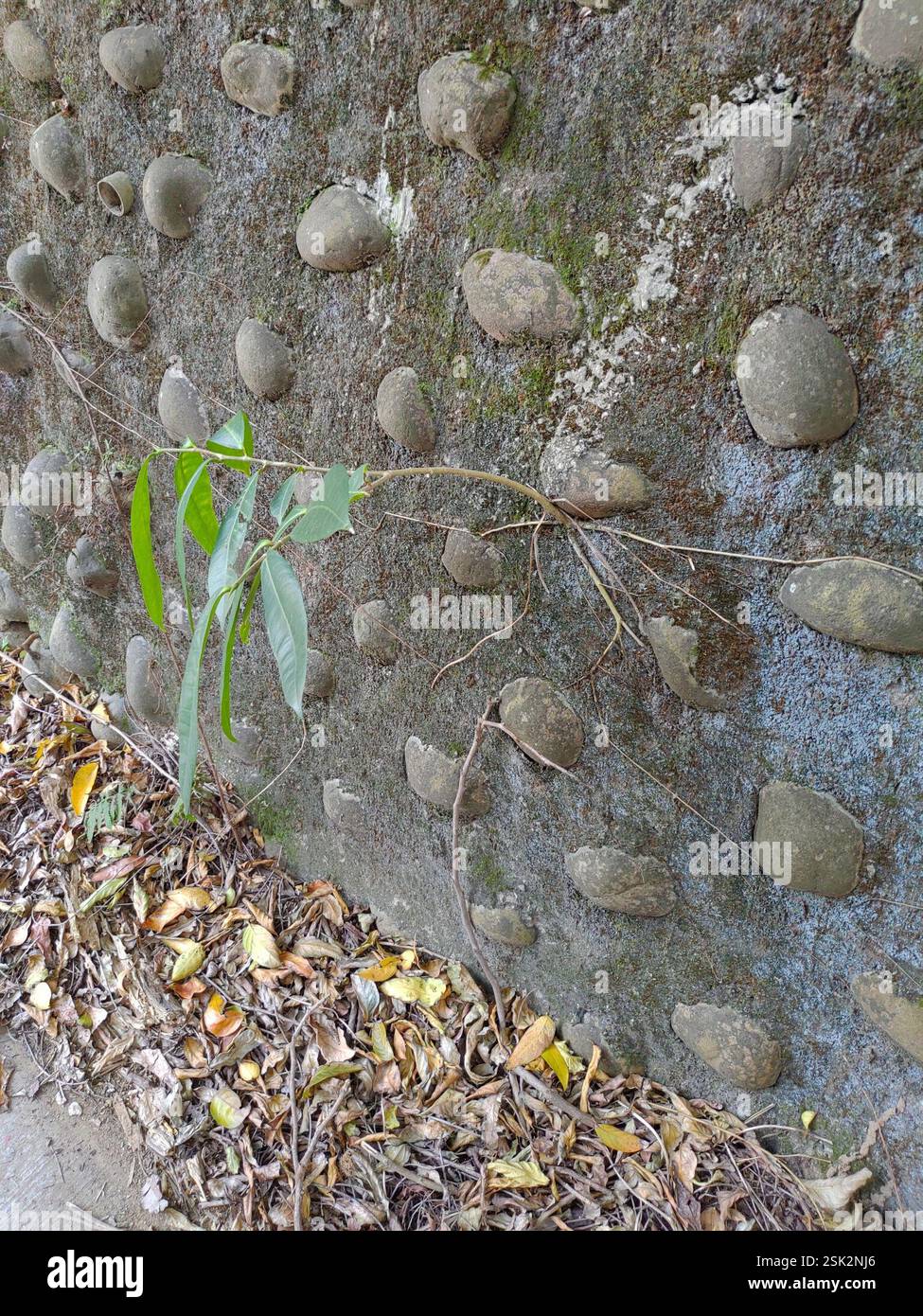 figwood (Ficus virgata), Plantae, 235, Taiwan, 新北市中和區民安里 Stock Photo ...