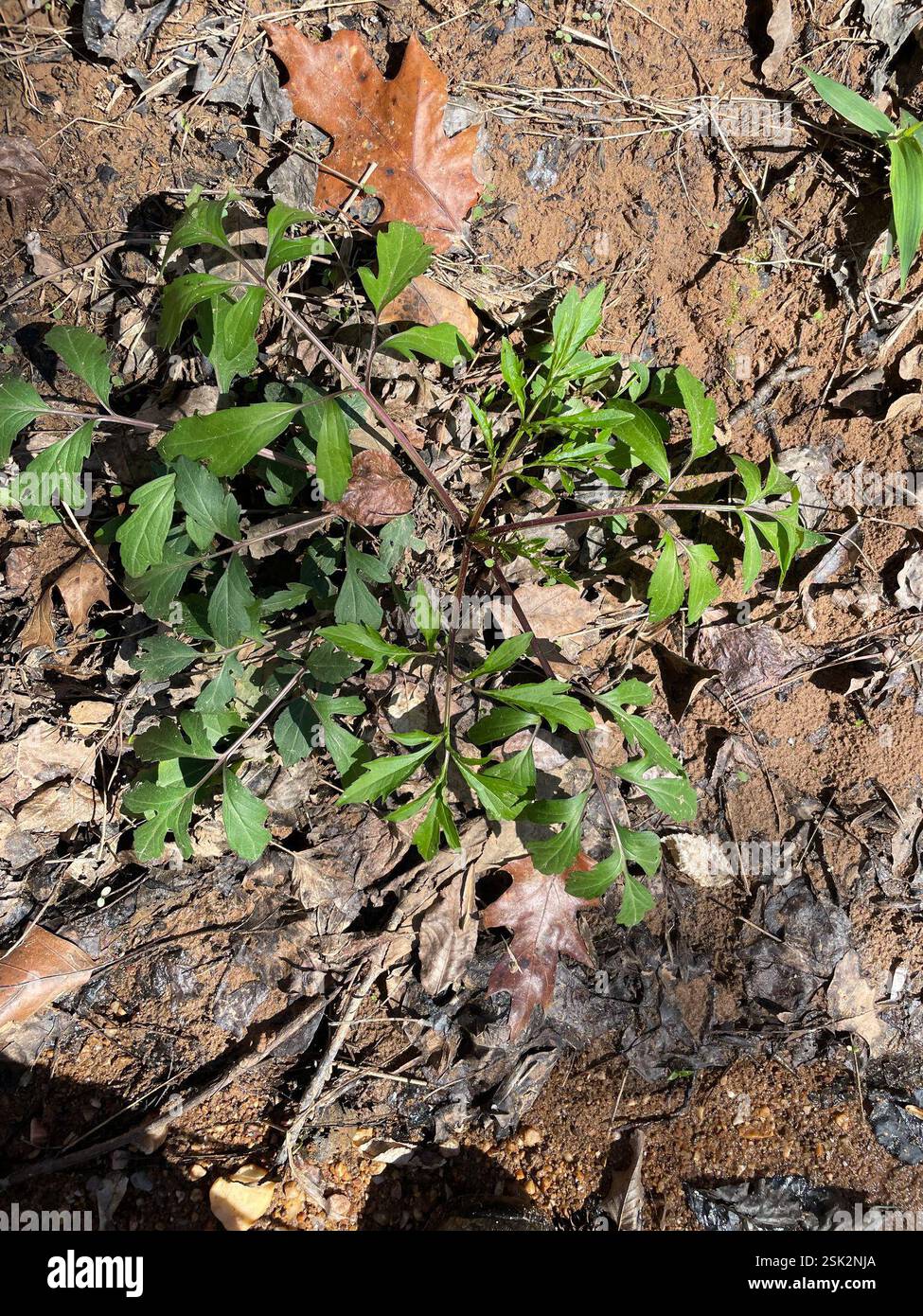 cutleaf coneflower (Rudbeckia laciniata), Plantae, Wadesboro, NC, US ...