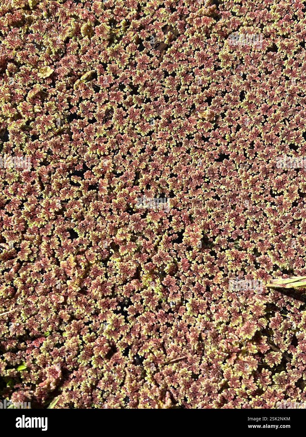 water fern (Azolla filiculoides), Plantae, Locke Paddon Wetlands Park ...