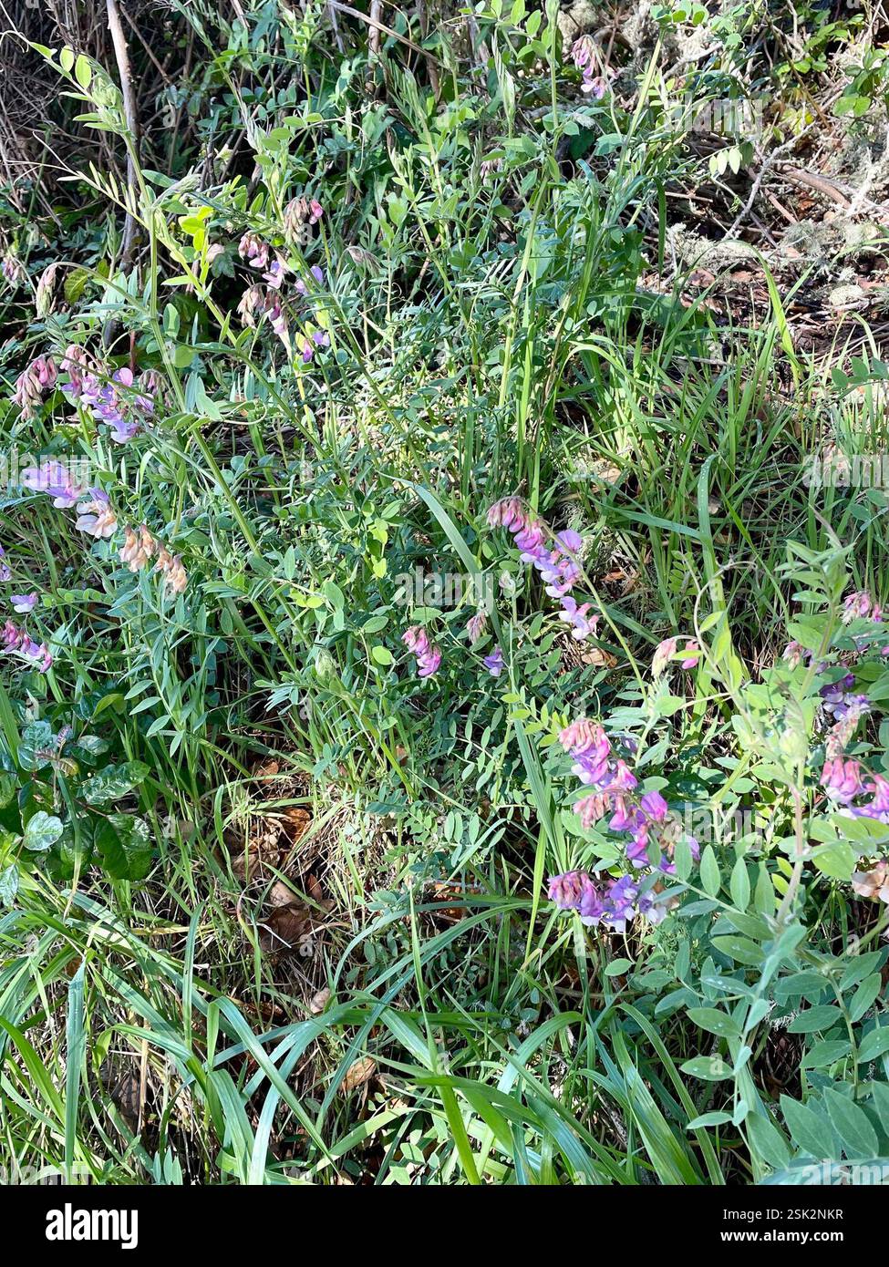 Pull petals hi-res stock photography and images - Alamy