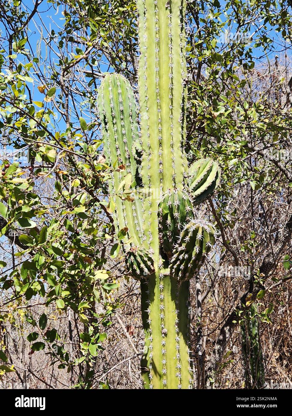 Indian Comb (Pachycereus pecten-aboriginum), Plantae, La Paz, MX-BS, MX ...