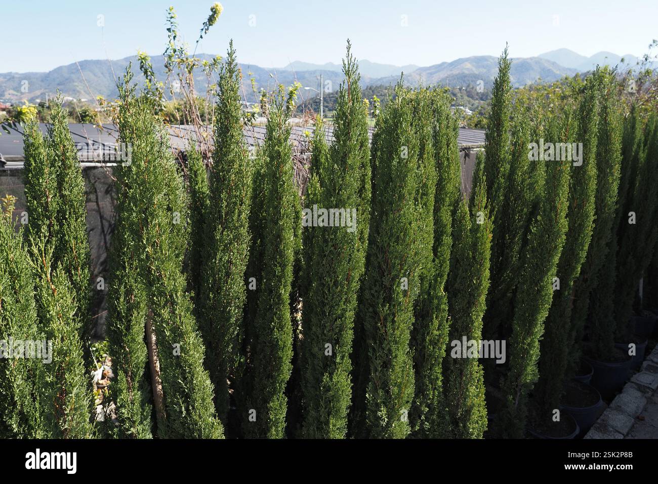 Tall evergreen trees in garden market Stock Photo - Alamy