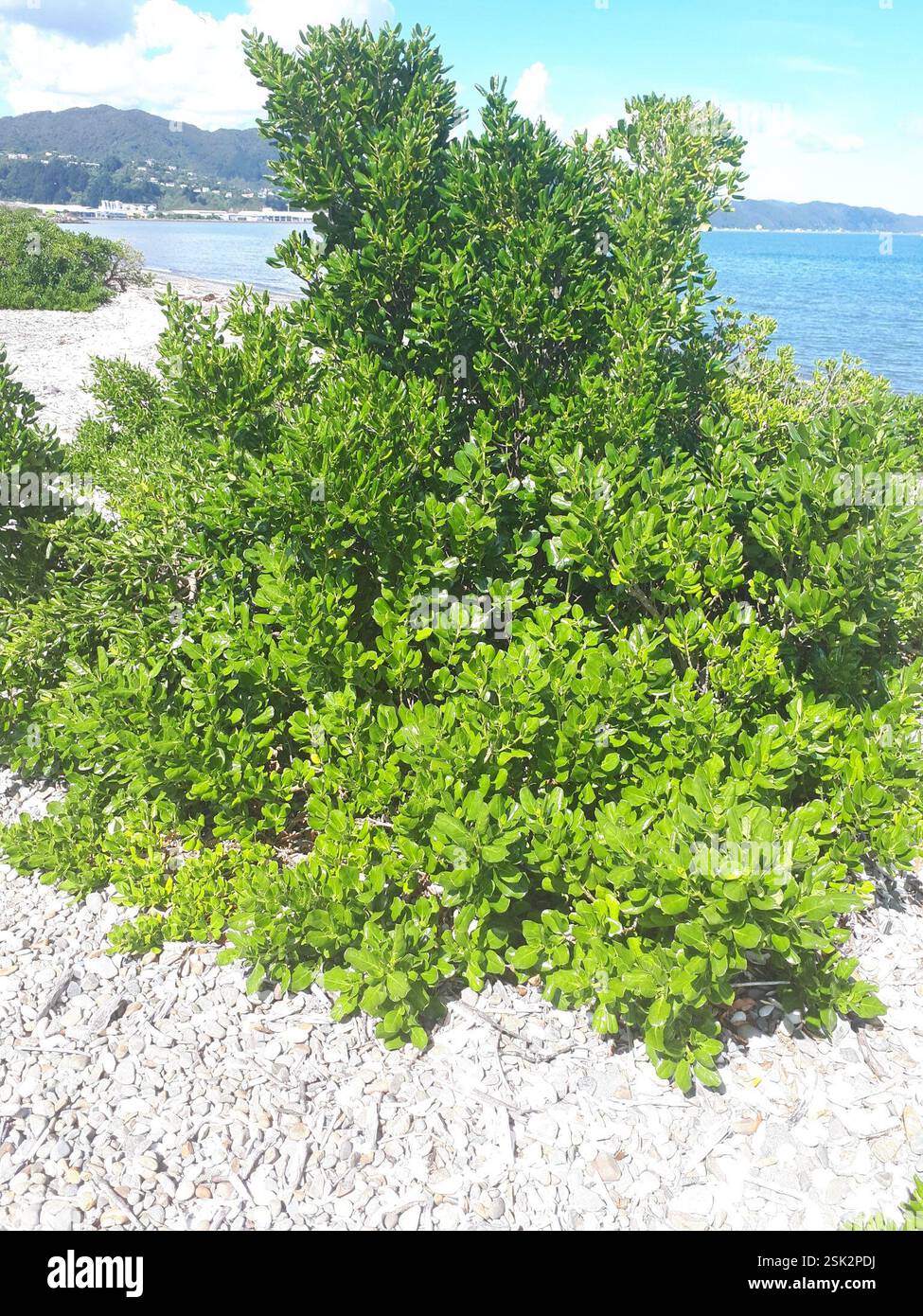 Taupata (Coprosma repens), Plantae, Petone, Lower Hutt, New Zealand ...