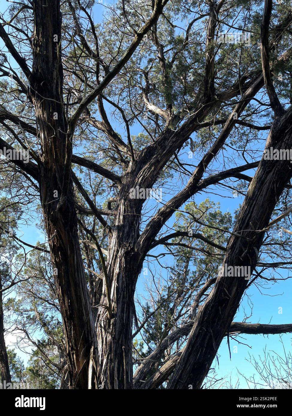 Ashe juniper (Juniperus ashei), Plantae, Leona Park Ln, Moody, TX, US ...