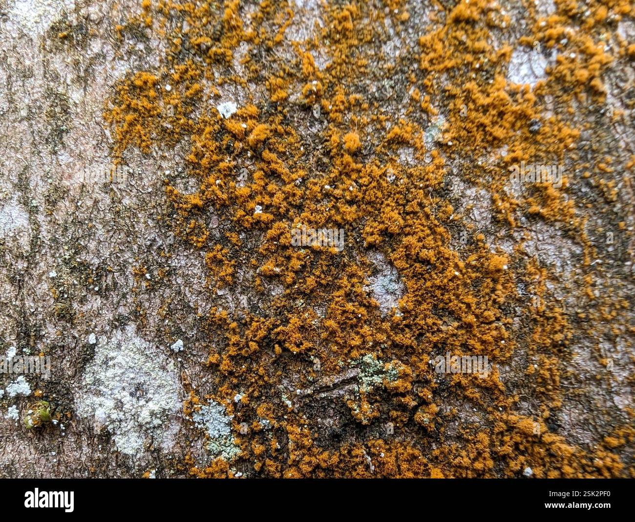 Shrubby Sunburst Lichen (Polycauliona candelaria), Fungi, Vancouver, BC ...