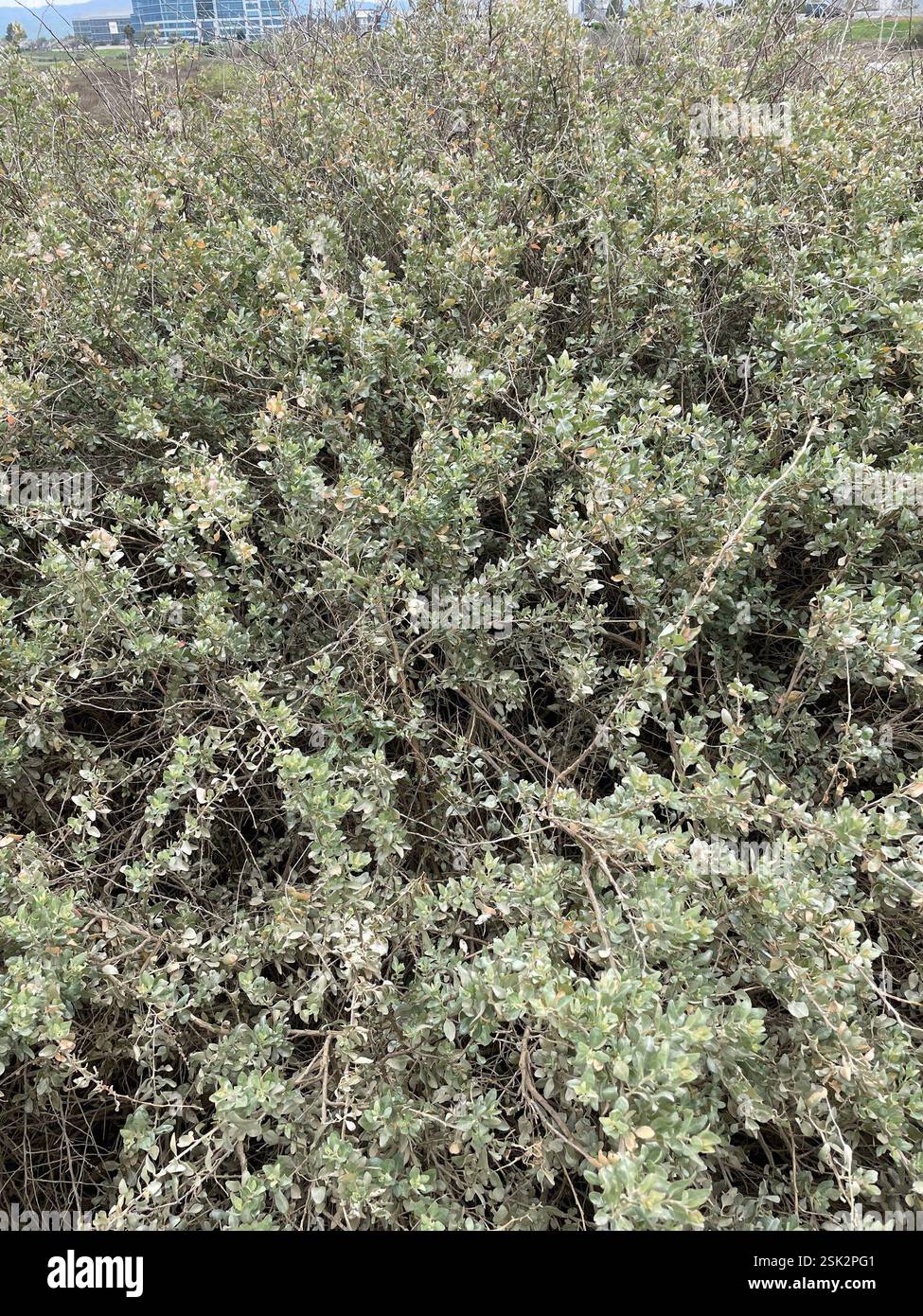 Saltbushes (Atriplex), Plantae, Santa Clara, California, United States ...