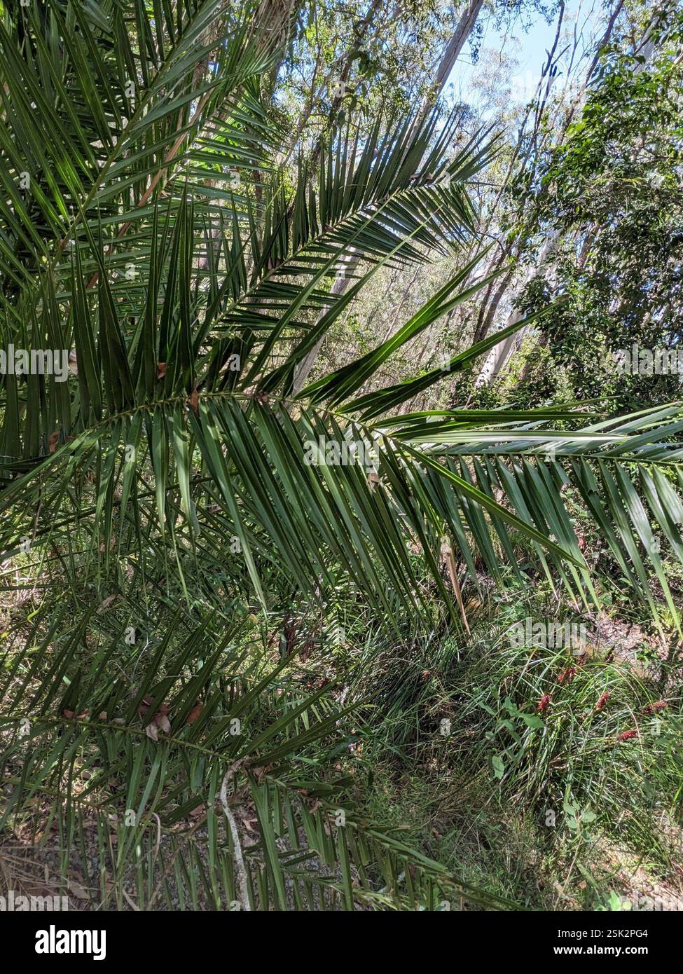 Canary Island palm (Phoenix canariensis), Plantae, Upper Caboolture QLD ...