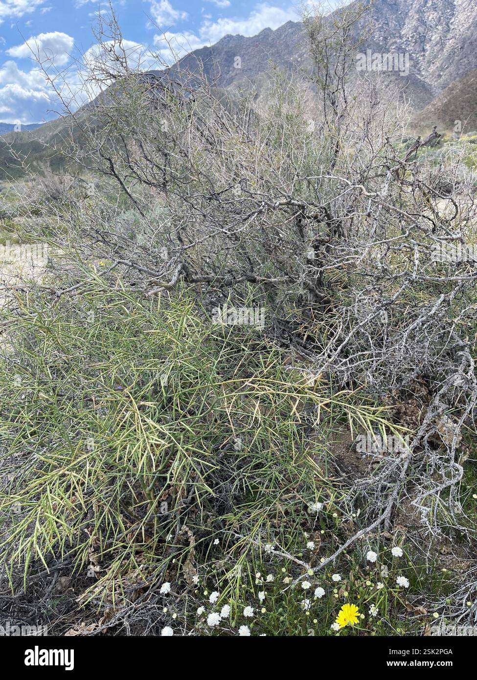 Saharan Mustard (Brassica tournefortii), Plantae, Ocotillo Cir, Borrego ...