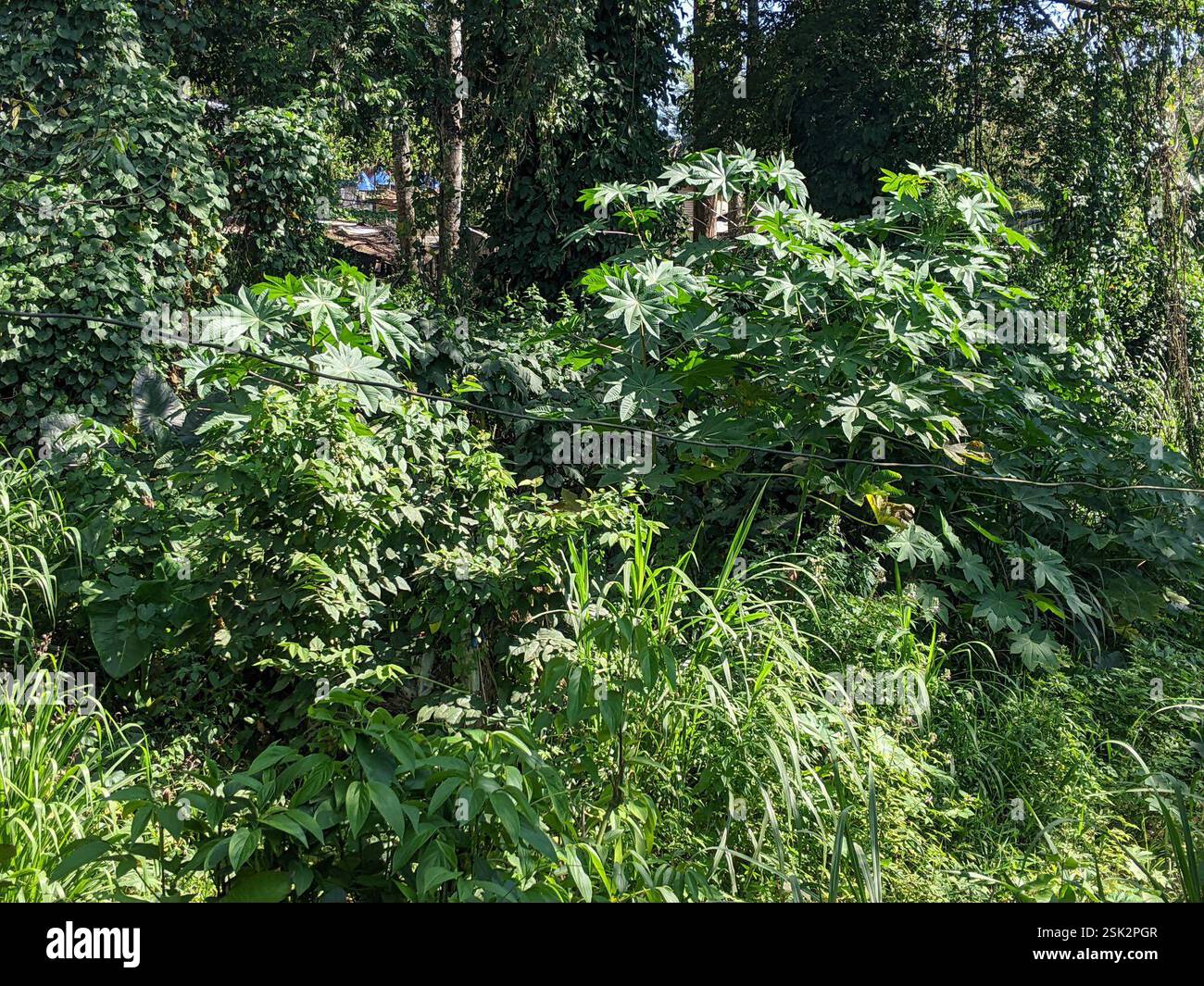 castor bean (Ricinus communis), Plantae, Moca, Dominican Republic Stock ...